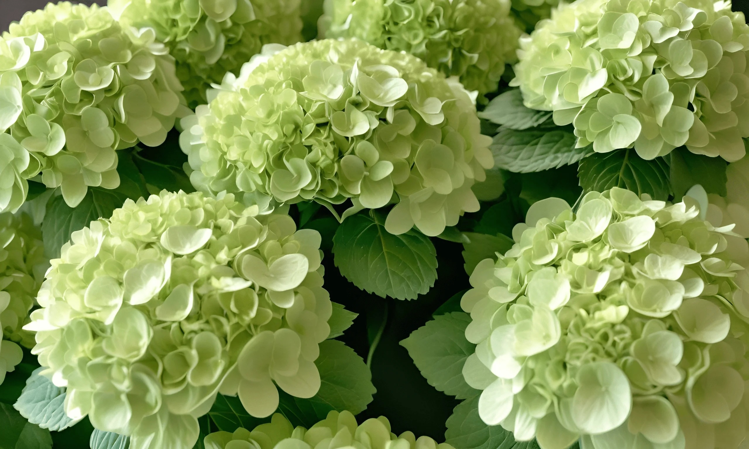 Green Hydrangea Blooms - Free Download - AI Scribbles